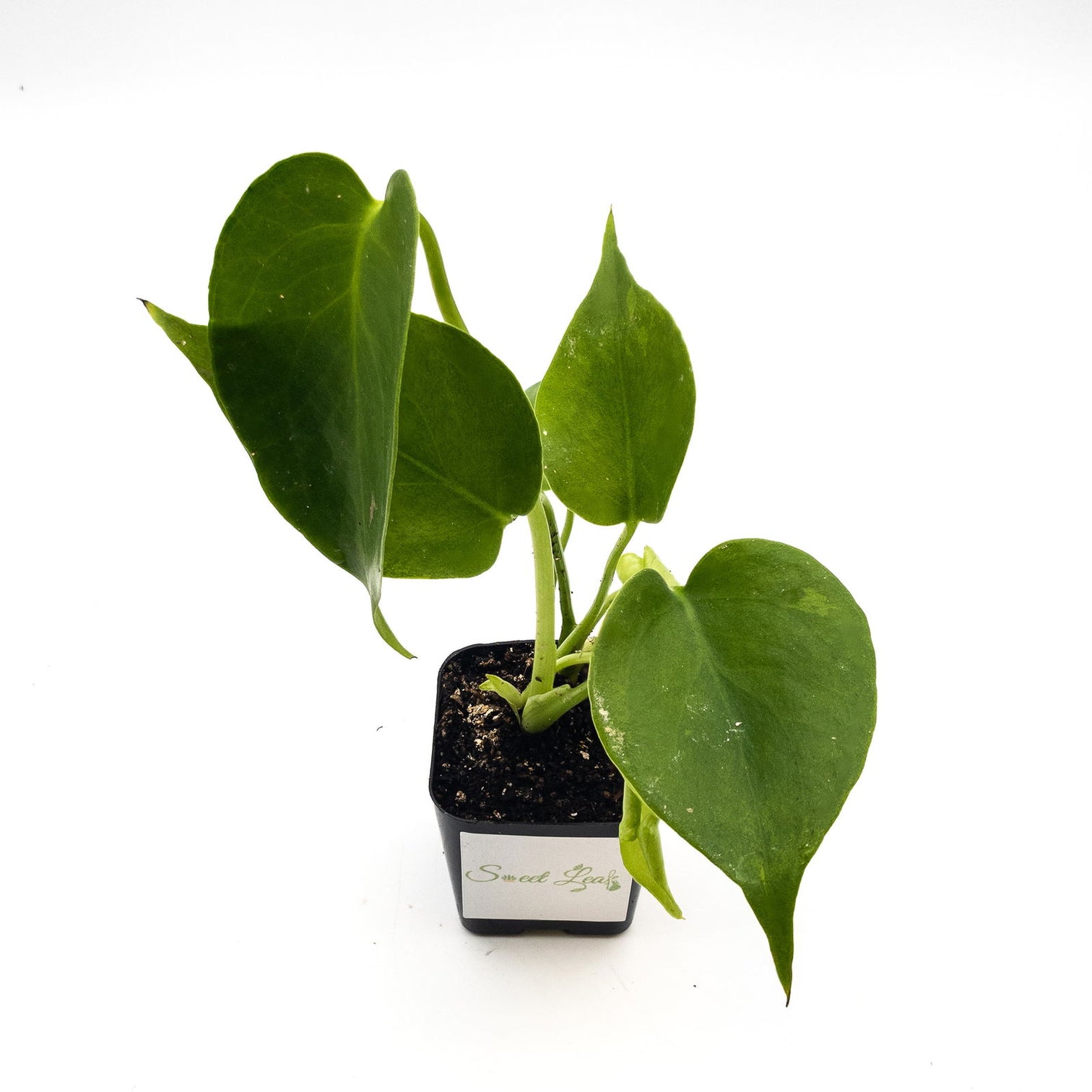 Baby Monstera Deliciosa – Sweet Leaf Nursery