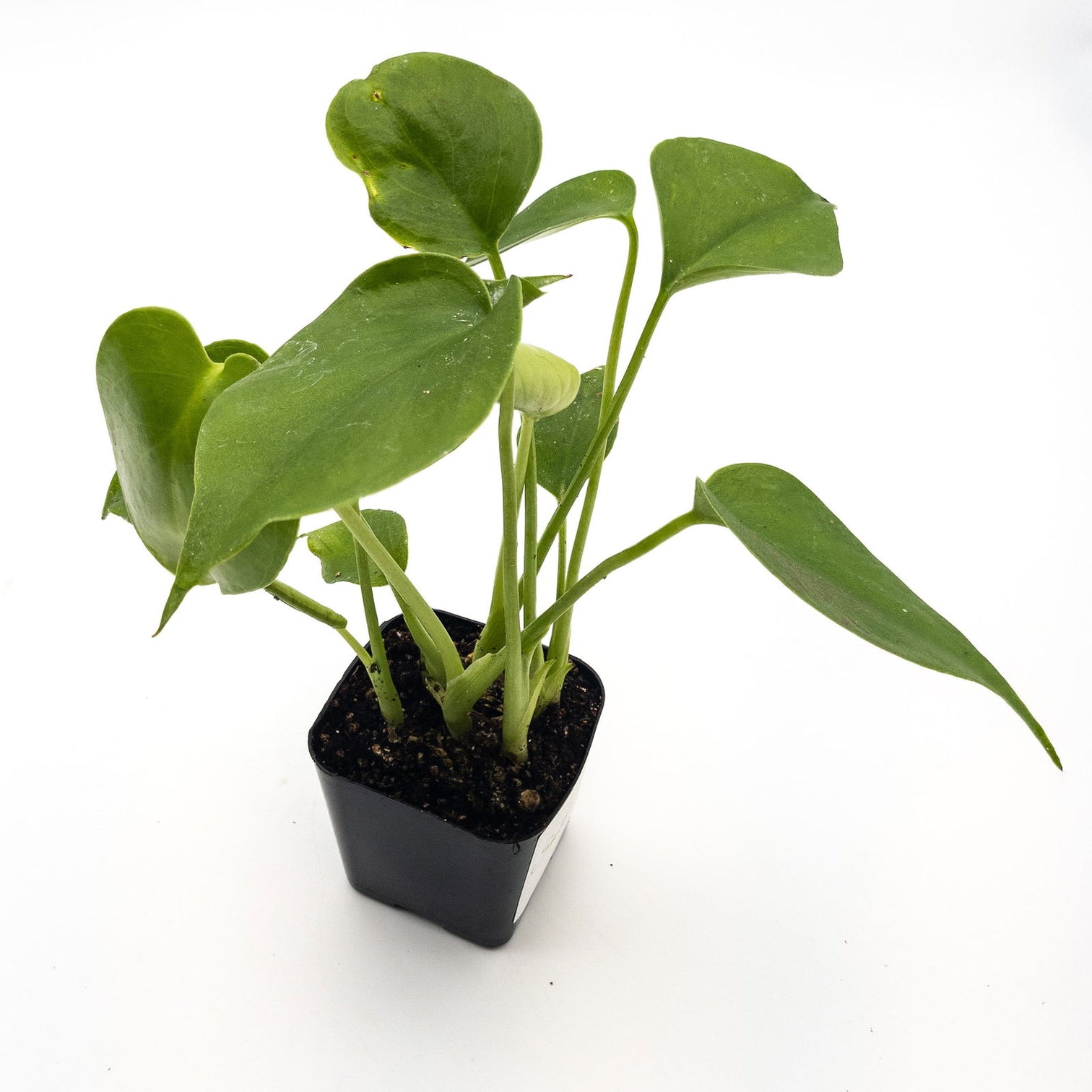 Baby Monstera Deliciosa – Sweet Leaf Nursery
