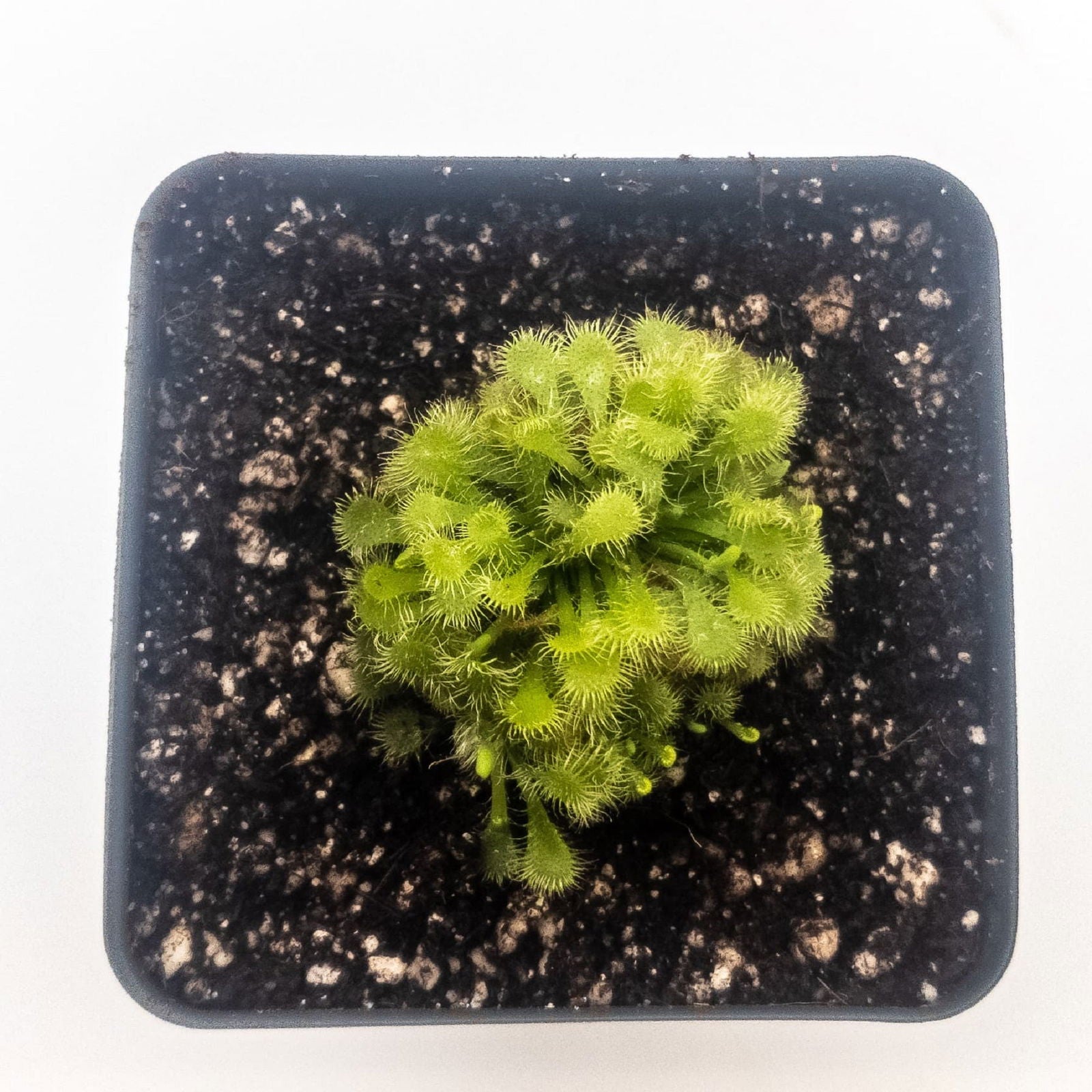 Drosera spatulata – Sweet Leaf Nursery
